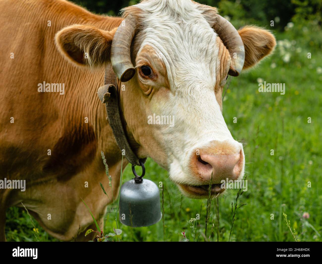 Animal mouth open cow hi-res stock photography and images - Alamy