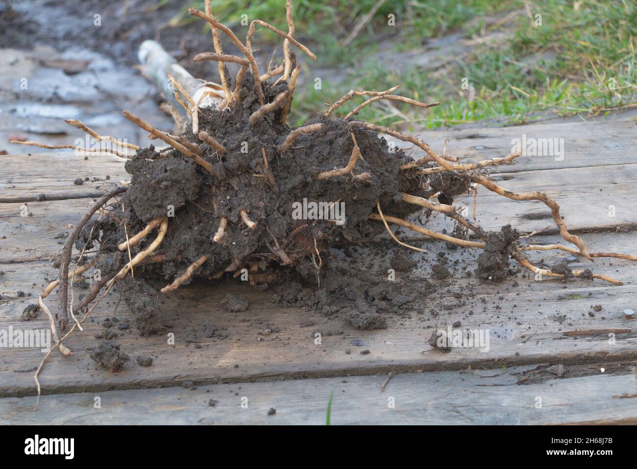 Banana tree with healtly root system on wooden background Stock Photo ...