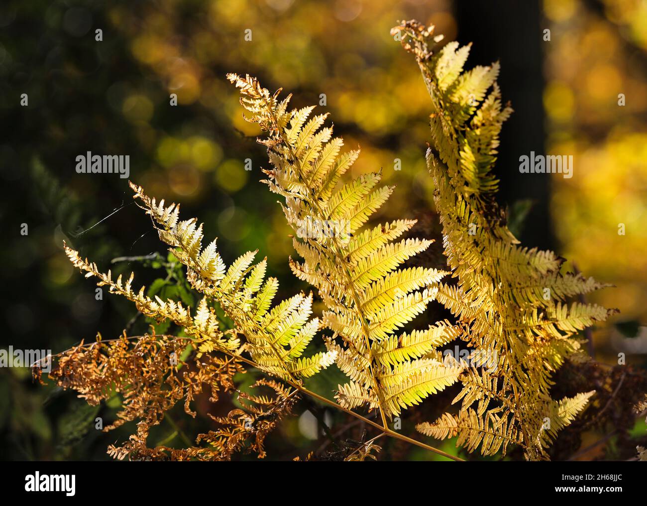 Backlit Common, Bracken Fronds (Pteridium aquilinum) Illuminated by ...