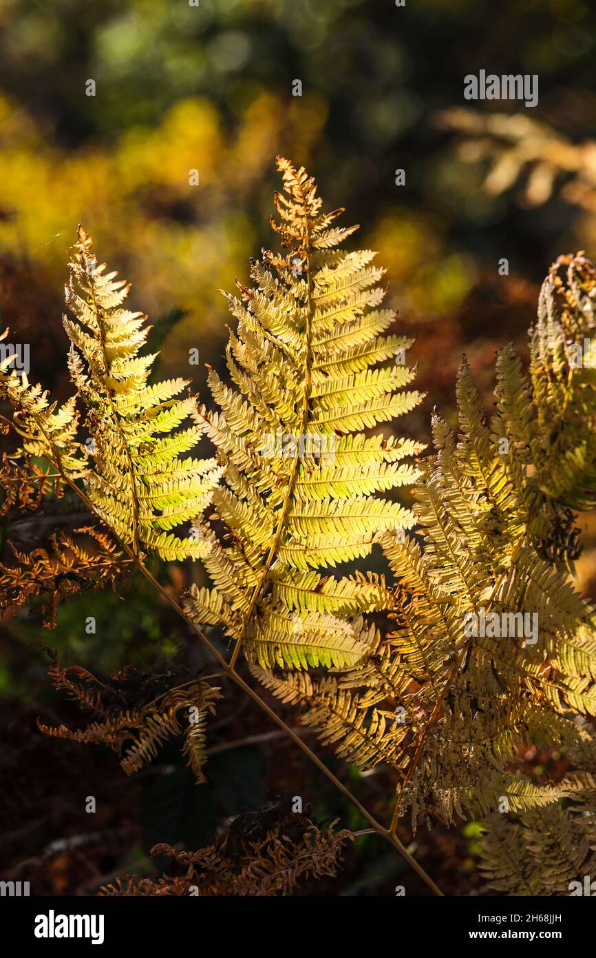Backlit Common, Bracken Fronds (Pteridium aquilinum) Illuminated by ...