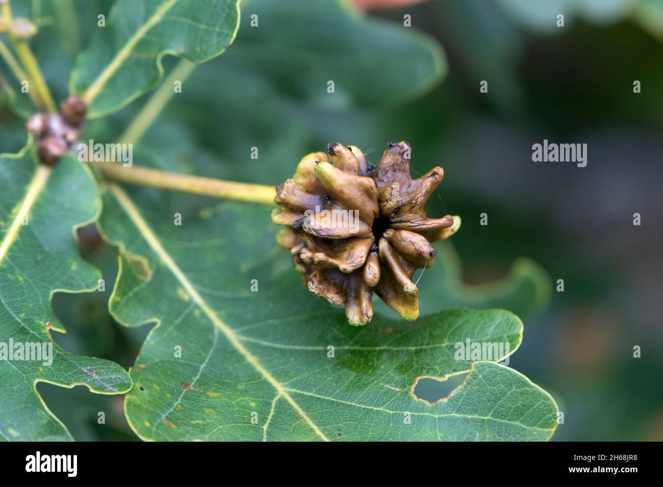 Tree gall hi-res stock photography and images - Alamy