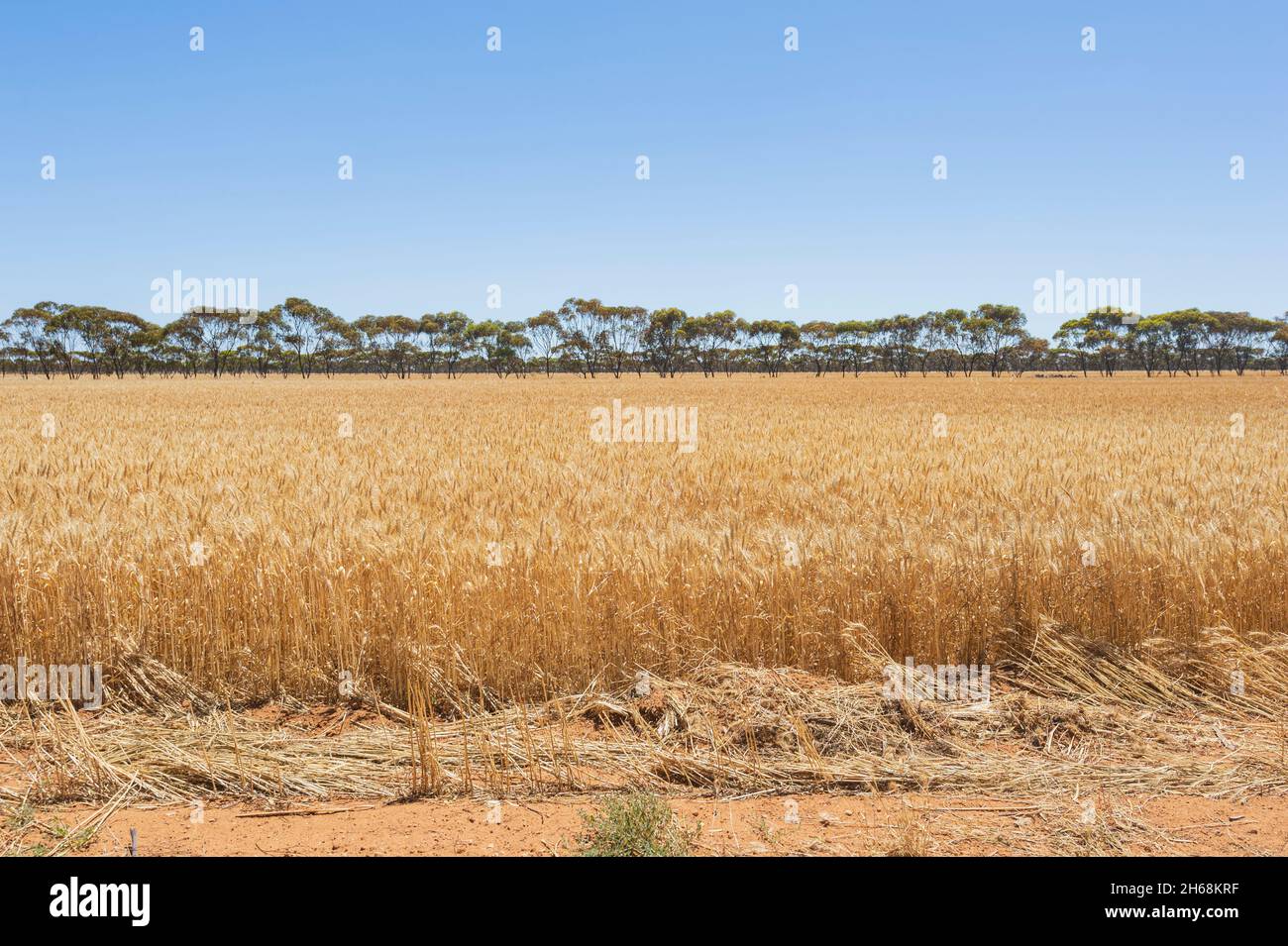 Australian wheat fields hi-res stock photography and images - Alamy