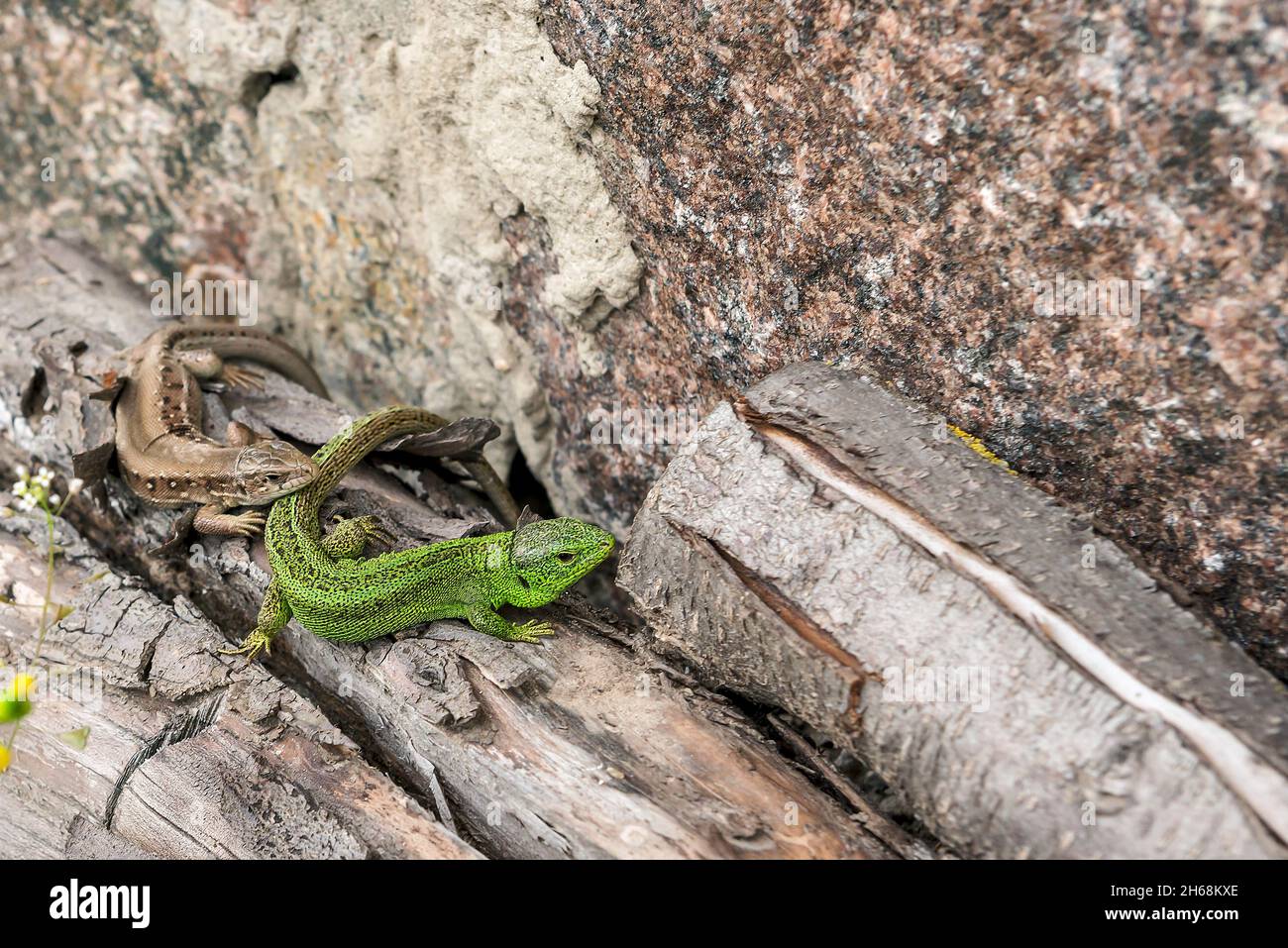 Two lizards are sitting on a log Stock Photo - Alamy