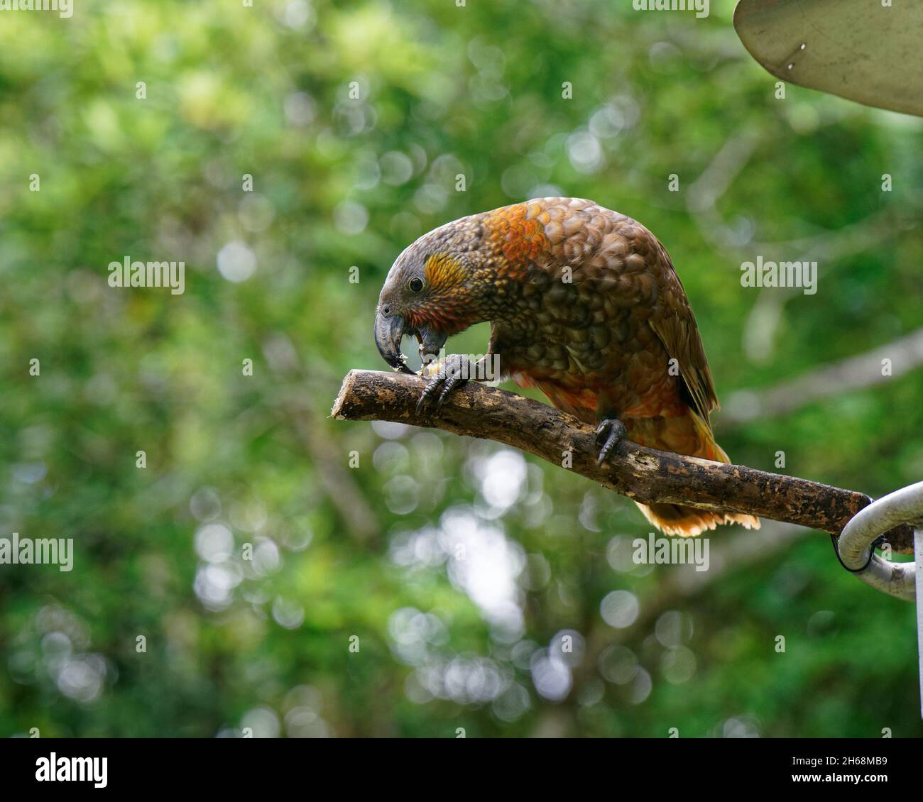 The Kaka (Maori: kākā) is a large parrot belonging to the nestorinae ...