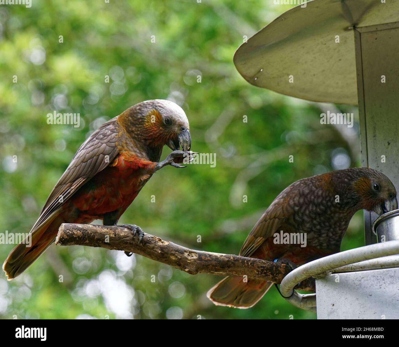The Kaka (Maori: kākā) is a large parrot belonging to the nestorinae ...