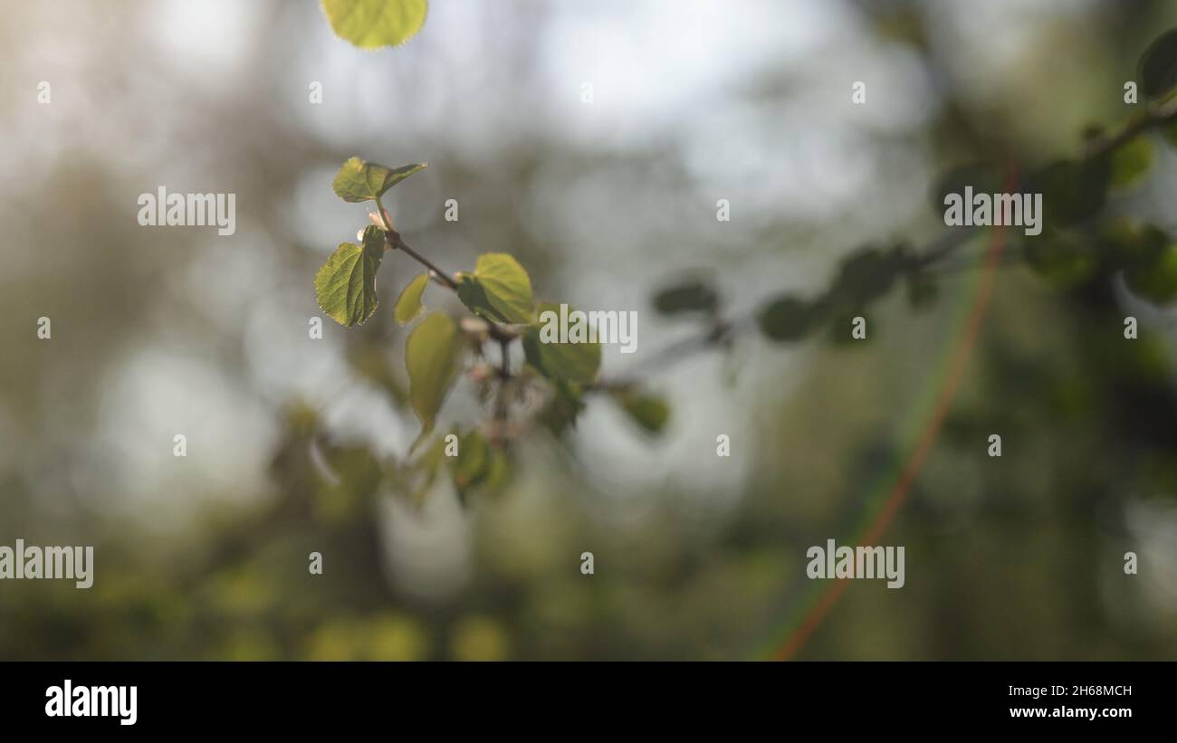 Aspren hi-res stock photography and images - Alamy