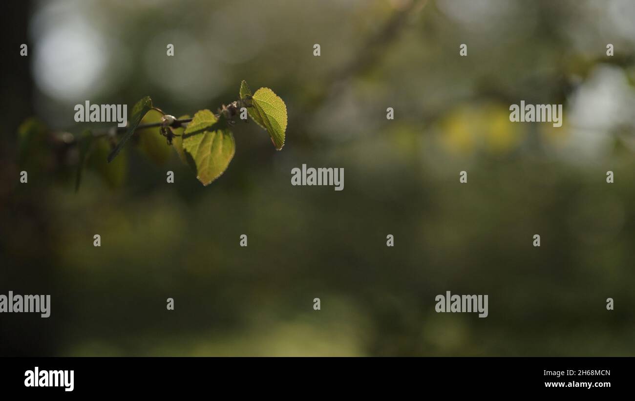 Aspren hi-res stock photography and images - Alamy