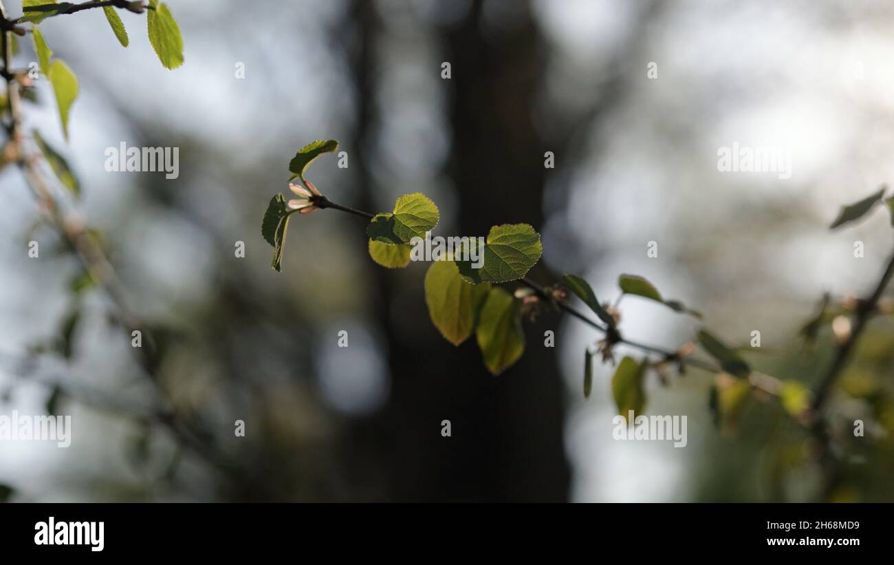 Aspren hi-res stock photography and images - Alamy