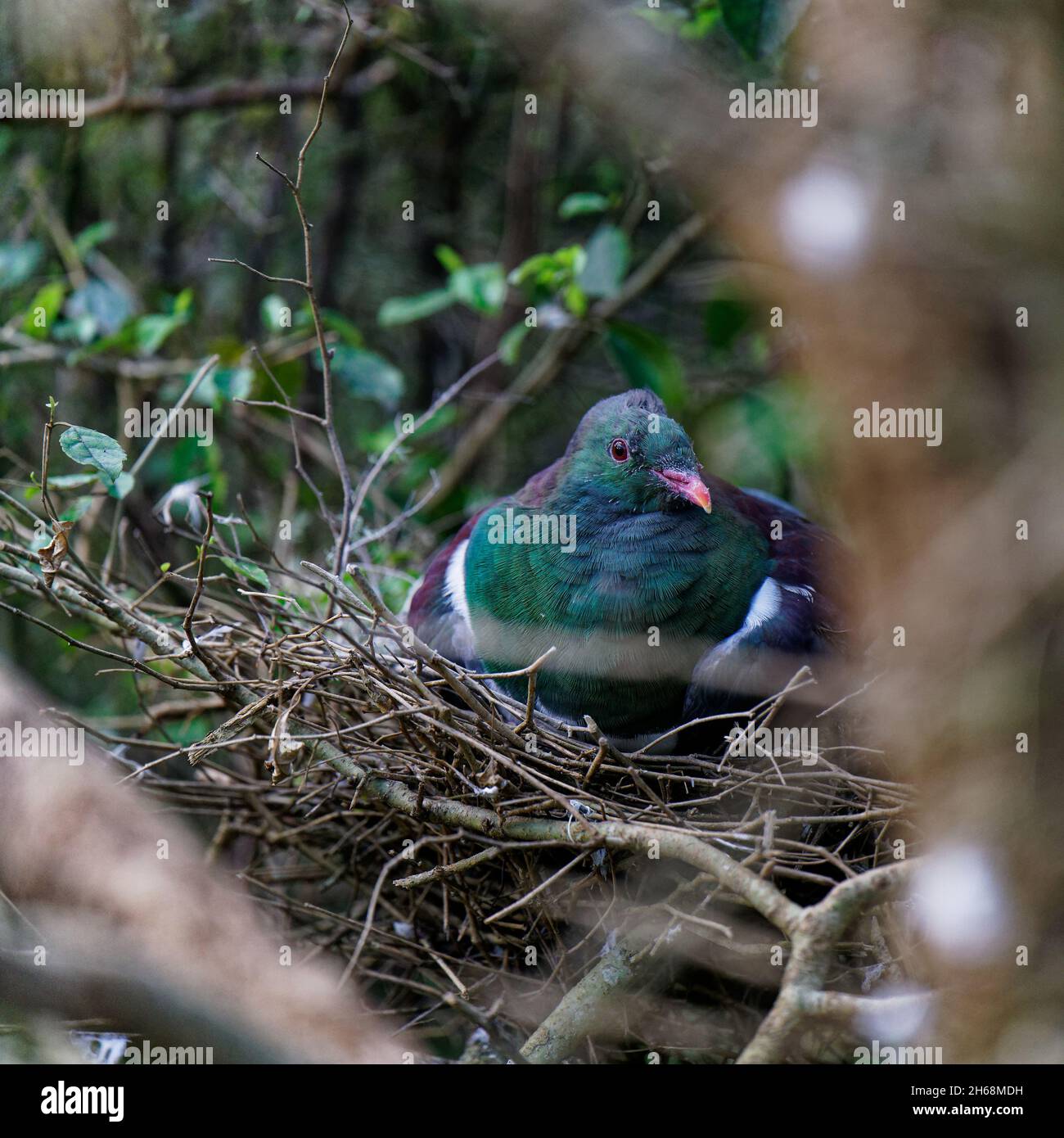 Kukupa hi-res stock photography and images - Alamy