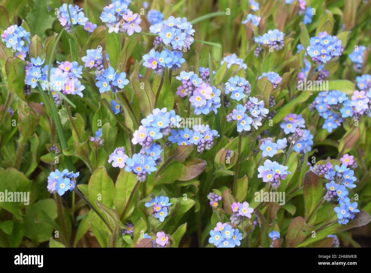 Light blue forget-me-not flowers on a meadow Stock Photo - Alamy
