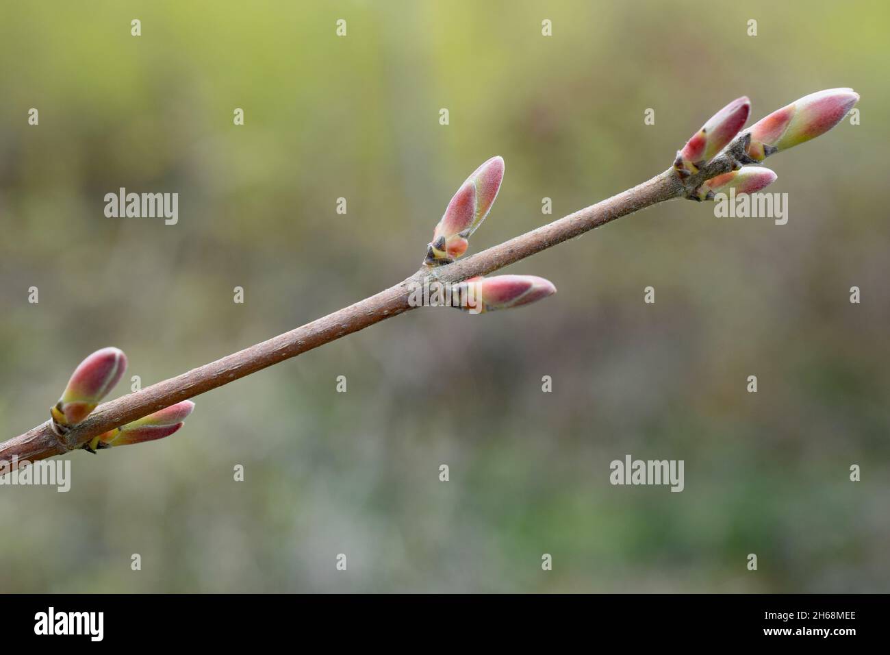 Branch in spring just before the first leaves sprout Stock Photo - Alamy