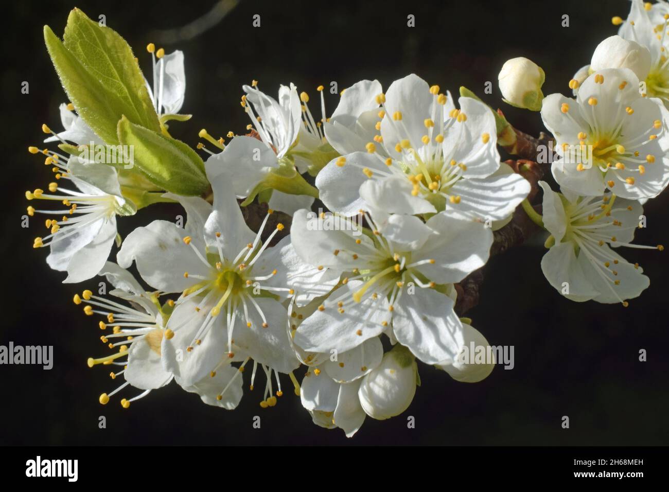 Spring tree blossomed flowers hi-res stock photography and images - Alamy