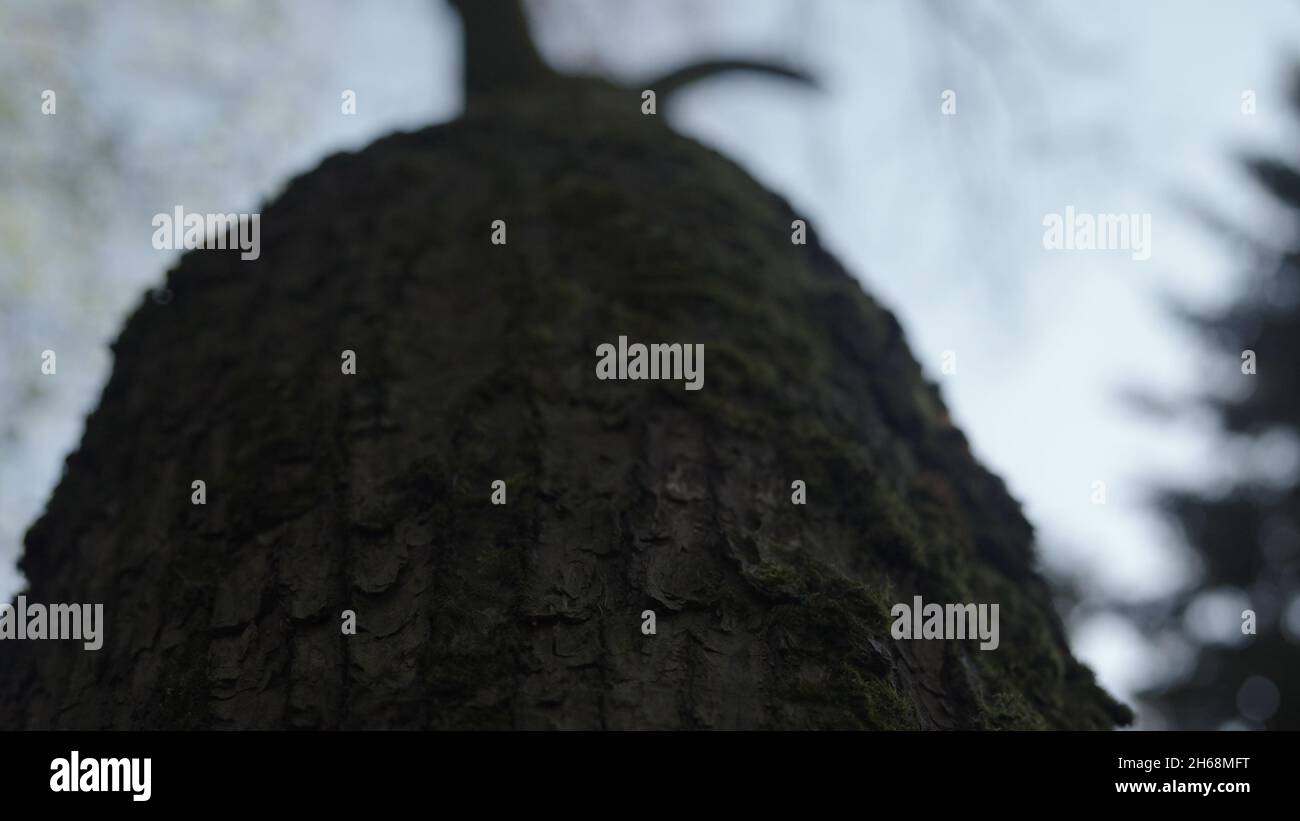 tree trunk closeup dark and moody, wide photo Stock Photo - Alamy
