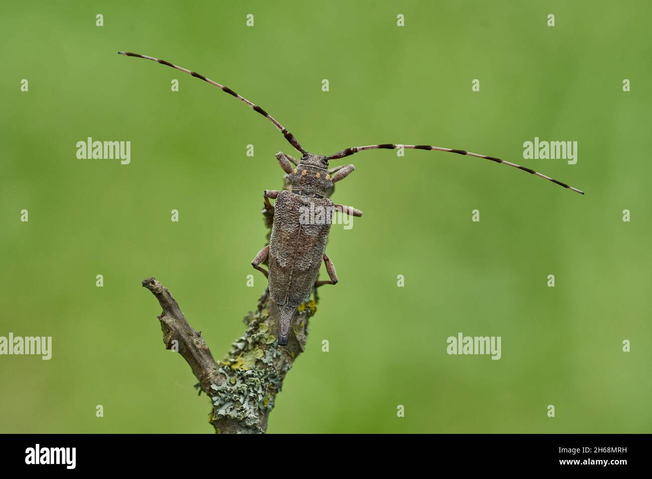 Wildlife macro photo of The timberman beetle Stock Photo - Alamy