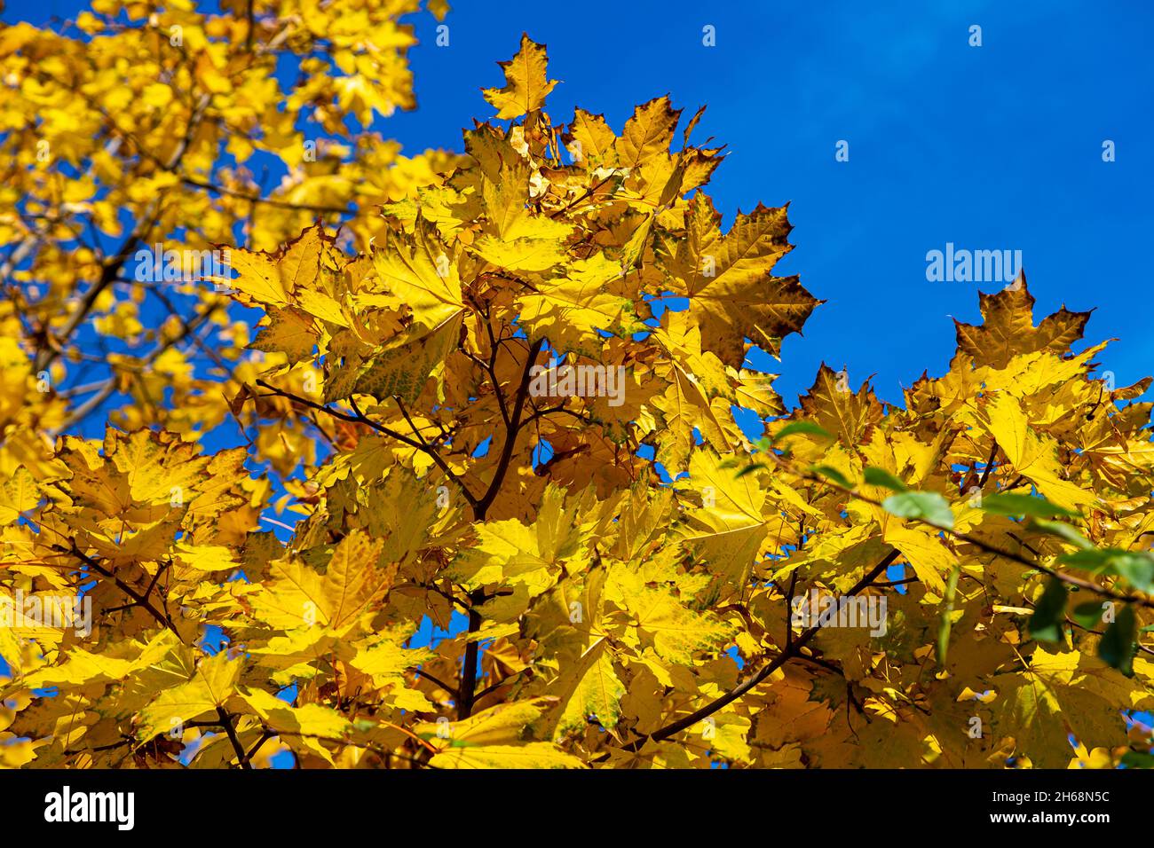 Maple branches with yellow leaves in autumn, in the light of sun. Dry ...