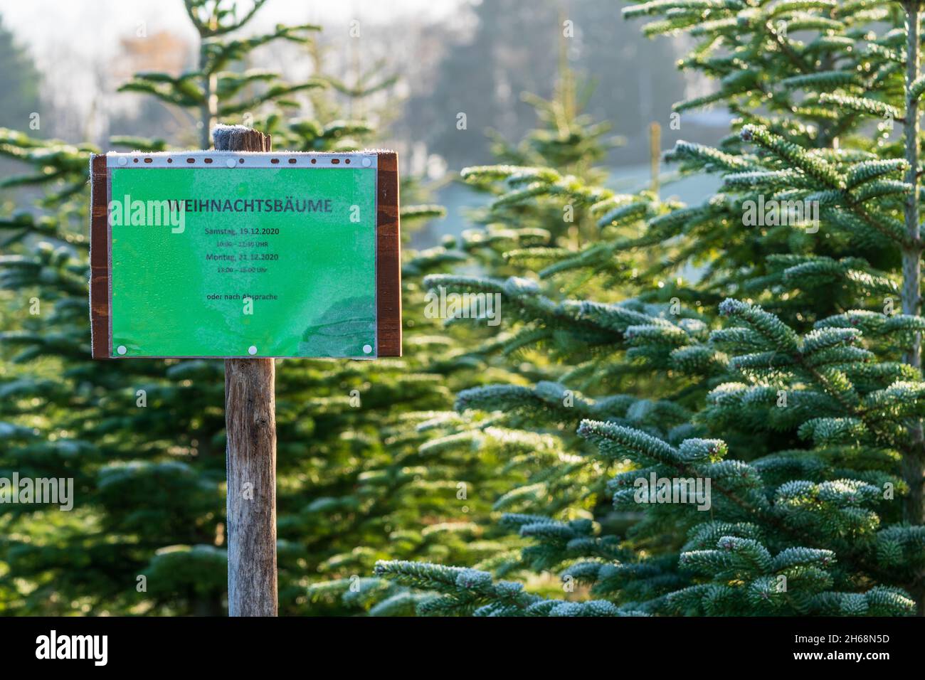 Sign with German lettering "Christmas trees sale" in front of frost ...