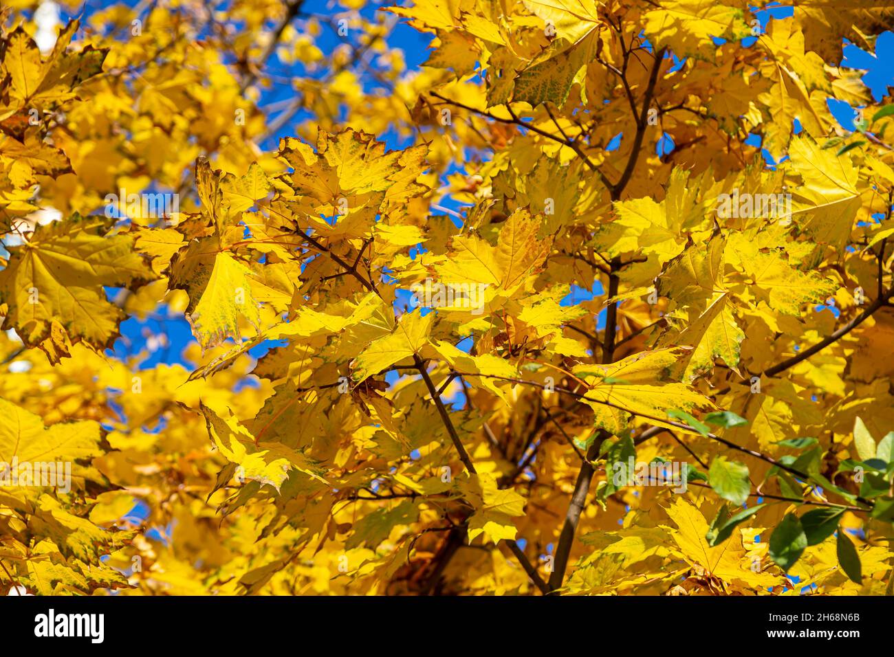 Maple branches with yellow leaves in autumn, in the light of sun. Dry ...