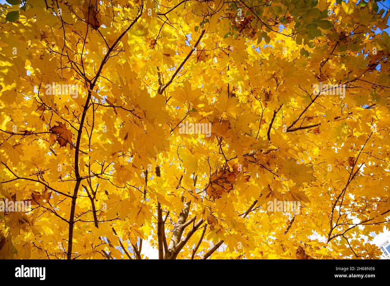 Maple branches with yellow leaves in autumn, in the light of sun. Dry ...