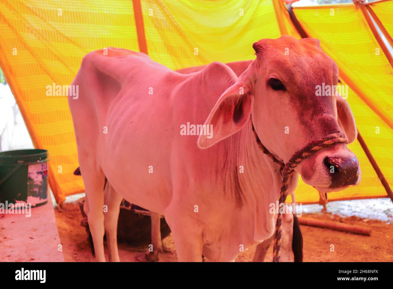 A cow on a leash inside a yellow tent Stock Photo - Alamy