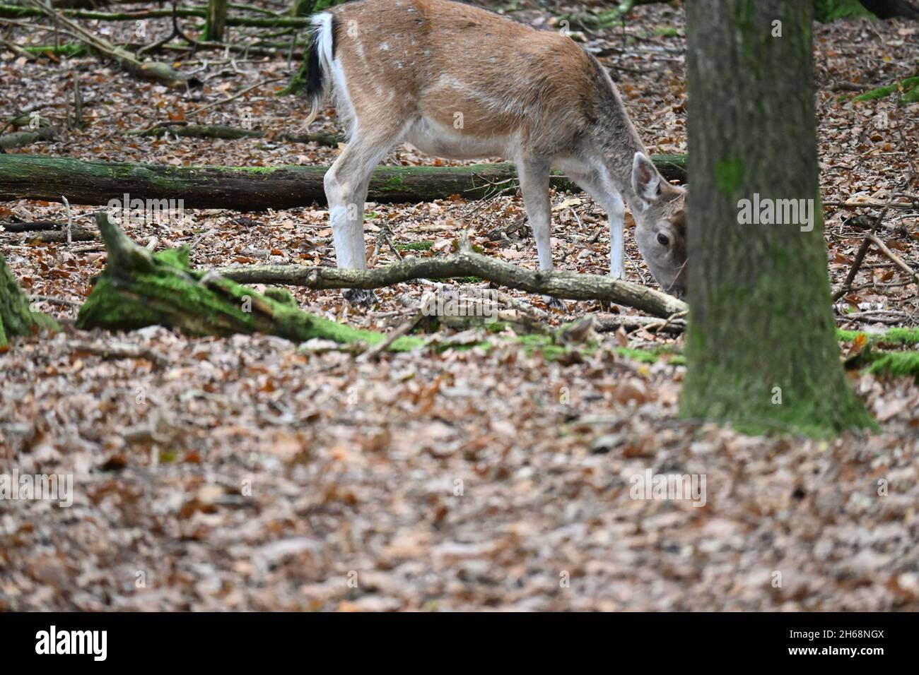 A cute little deer behind a mossy tree trunk in a wild forest Stock ...