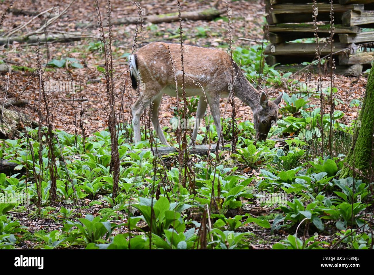 A cute little deer eating plants in a wild forest Stock Photo - Alamy