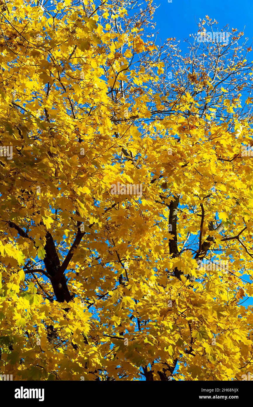 Maple branches with yellow leaves in autumn, in the light of sun. Dry ...