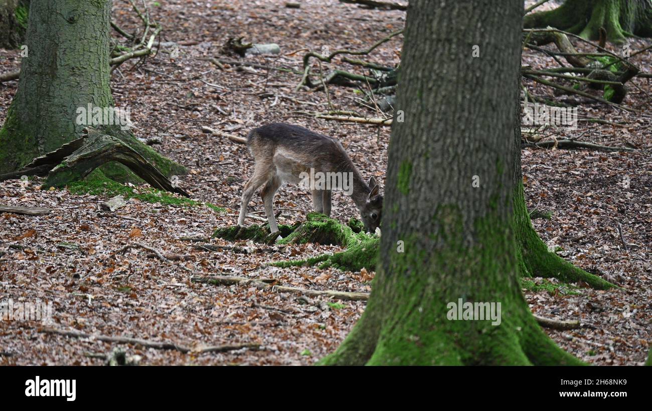 A cute little deer behind a mossy tree trunk in a wild forest Stock ...