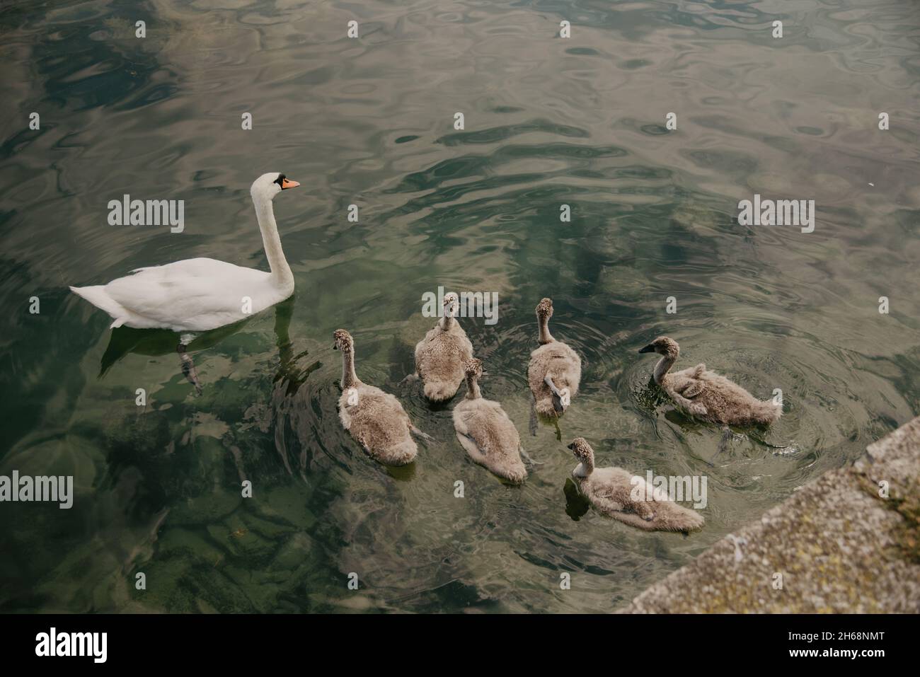 A flock of Egyptian geese, also known as Alopochen aegyptiaca, and mute ...
