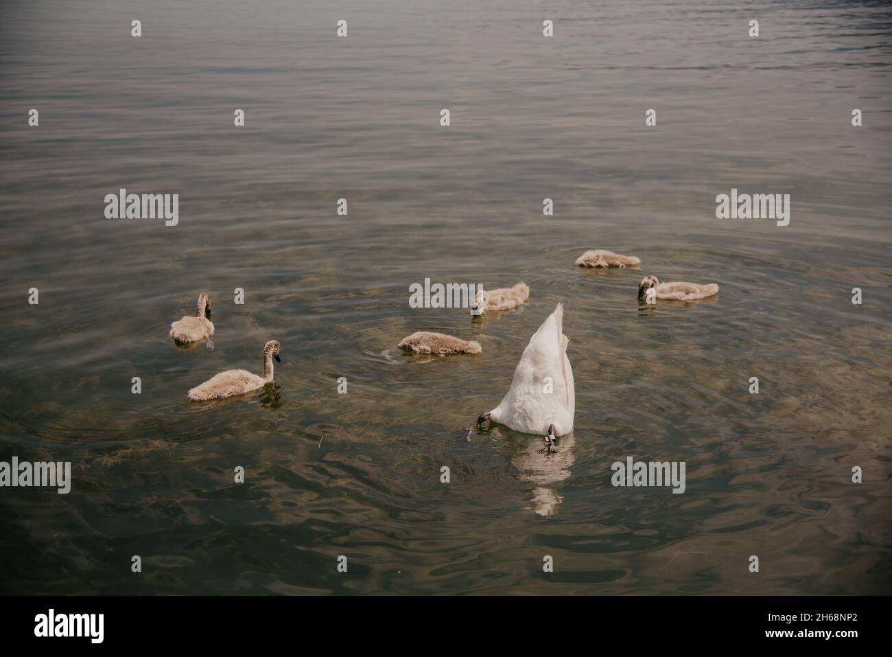 A flock of Egyptian geese, also known as Alopochen aegyptiaca, floating ...