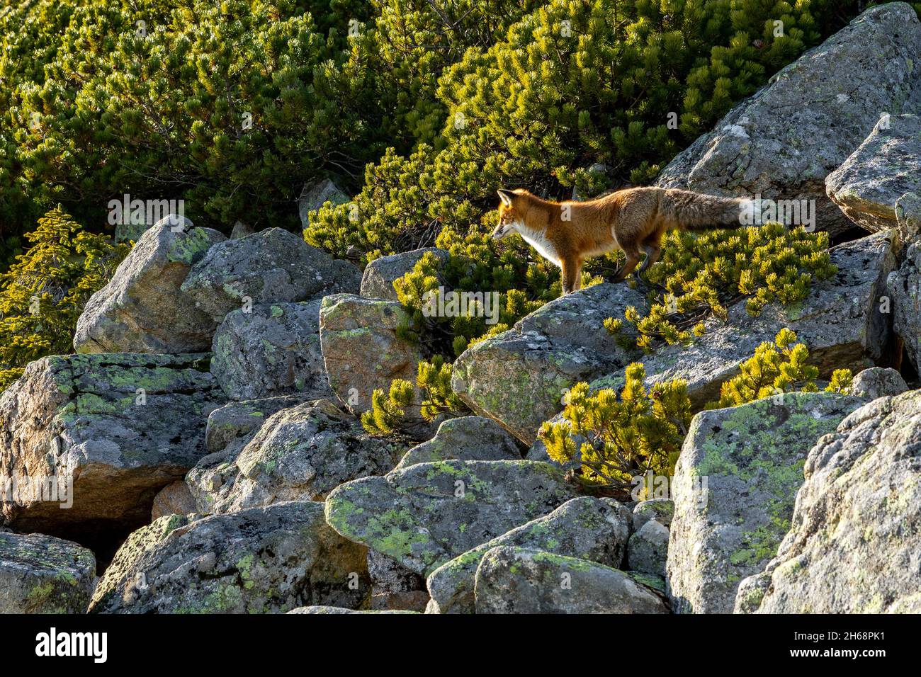 Ginger fox hi-res stock photography and images - Alamy