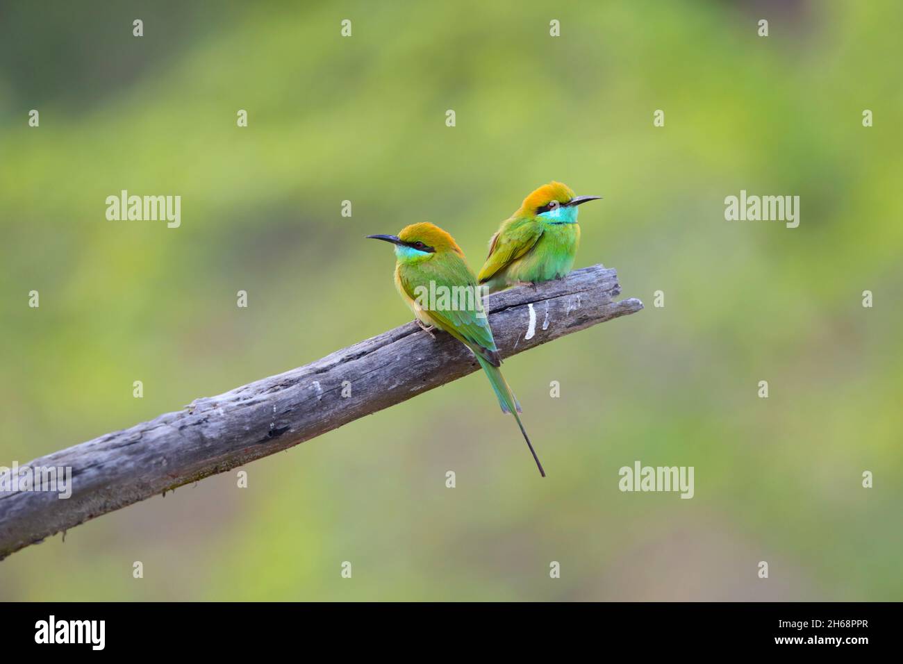 A pair of adult Asian green bee-eaters or little green bee-eaters (Merops orientalis) on an open ...