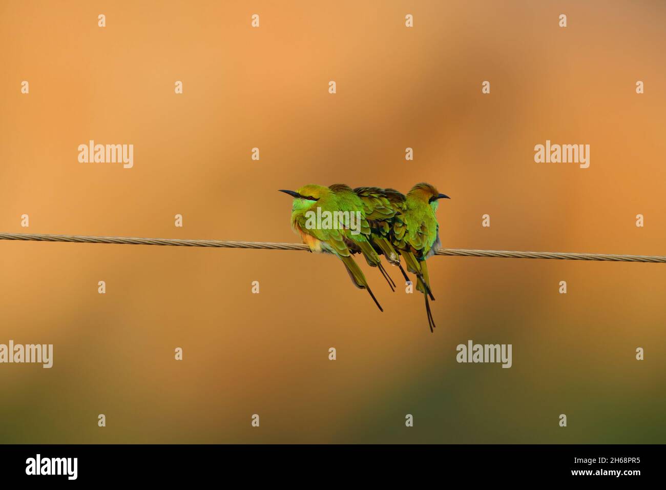 Communal bathing hi-res stock photography and images - Alamy