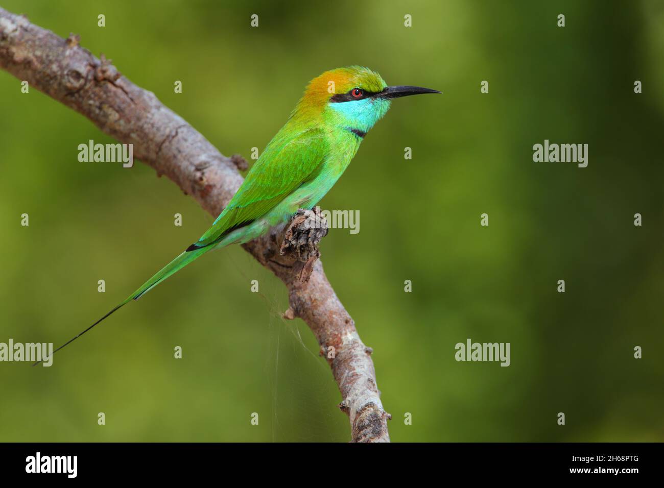 An adult Asian green bee-eater or little green bee-eater (Merops orientalis) perched on an open ...