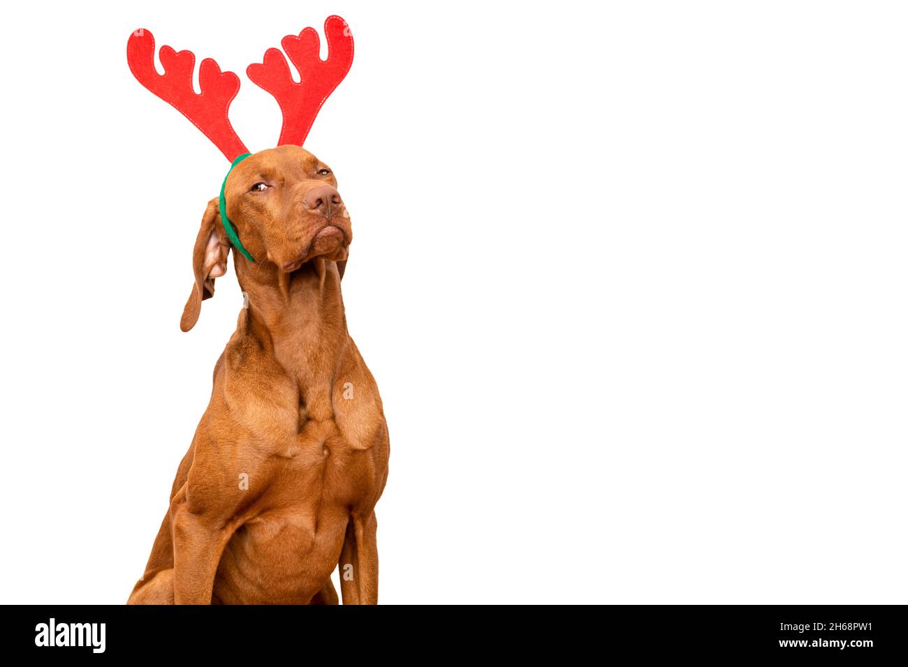 Vizsla Memes