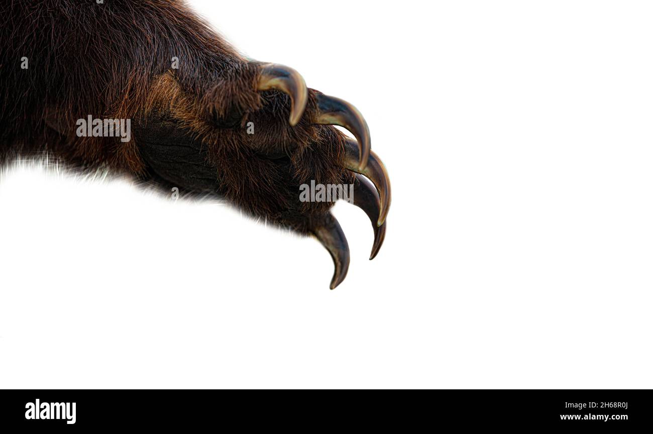 brown bear paw isolated on white background Stock Photo - Alamy