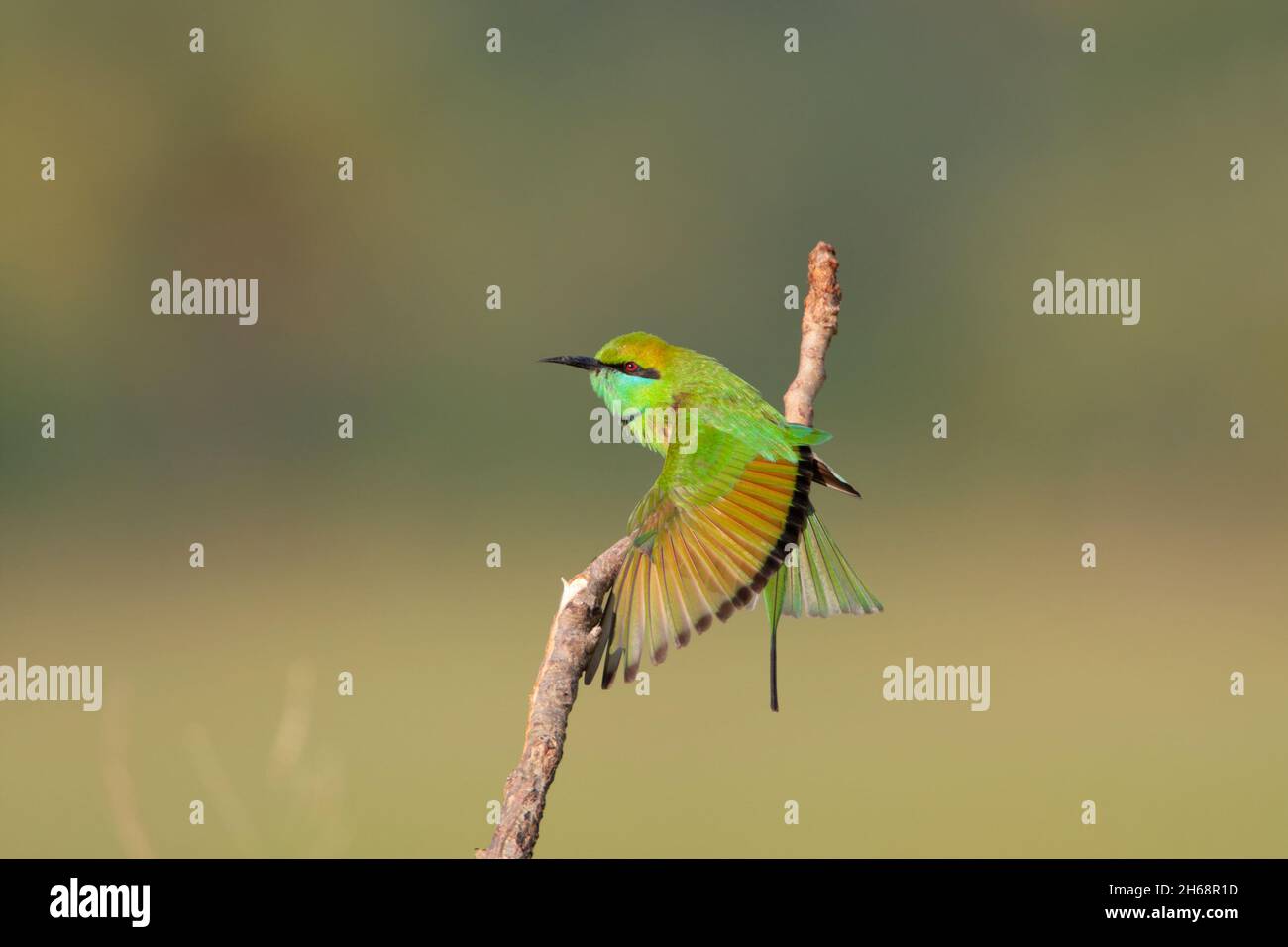 Wire stretching hi-res stock photography and images - Alamy