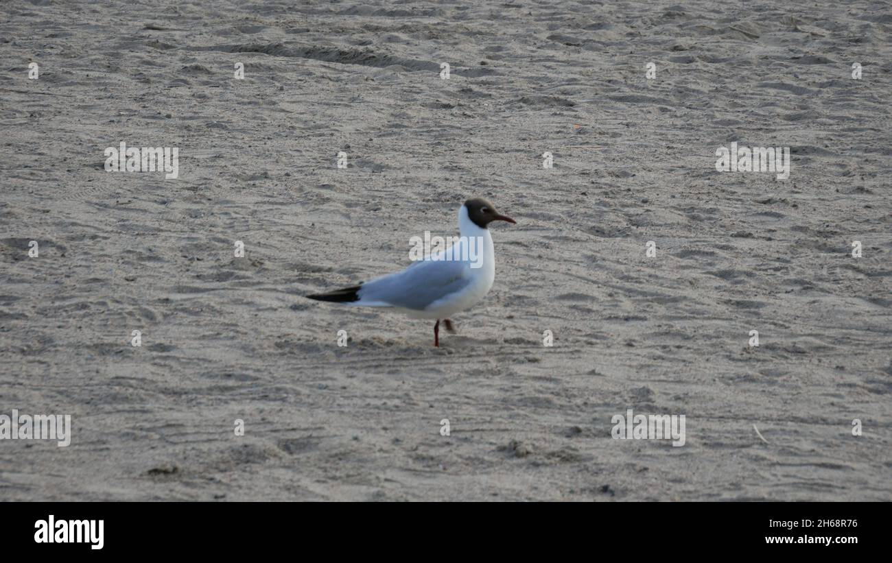 Sand and seagul hi-res stock photography and images - Alamy