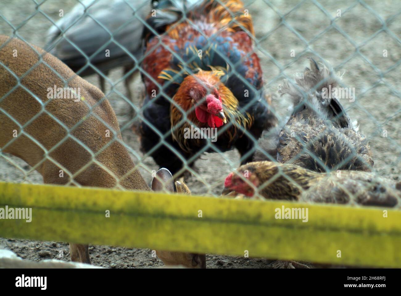 pheasant and chickens at the zoo, in summer Stock Photo - Alamy