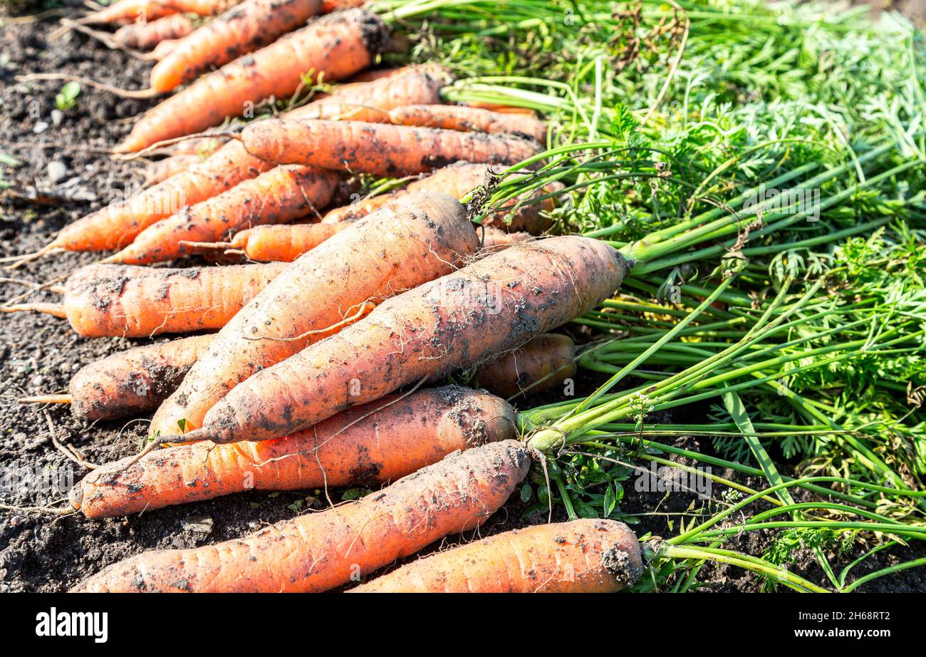 Organic carrots drying on the land at the vegetable garden Stock Photo ...
