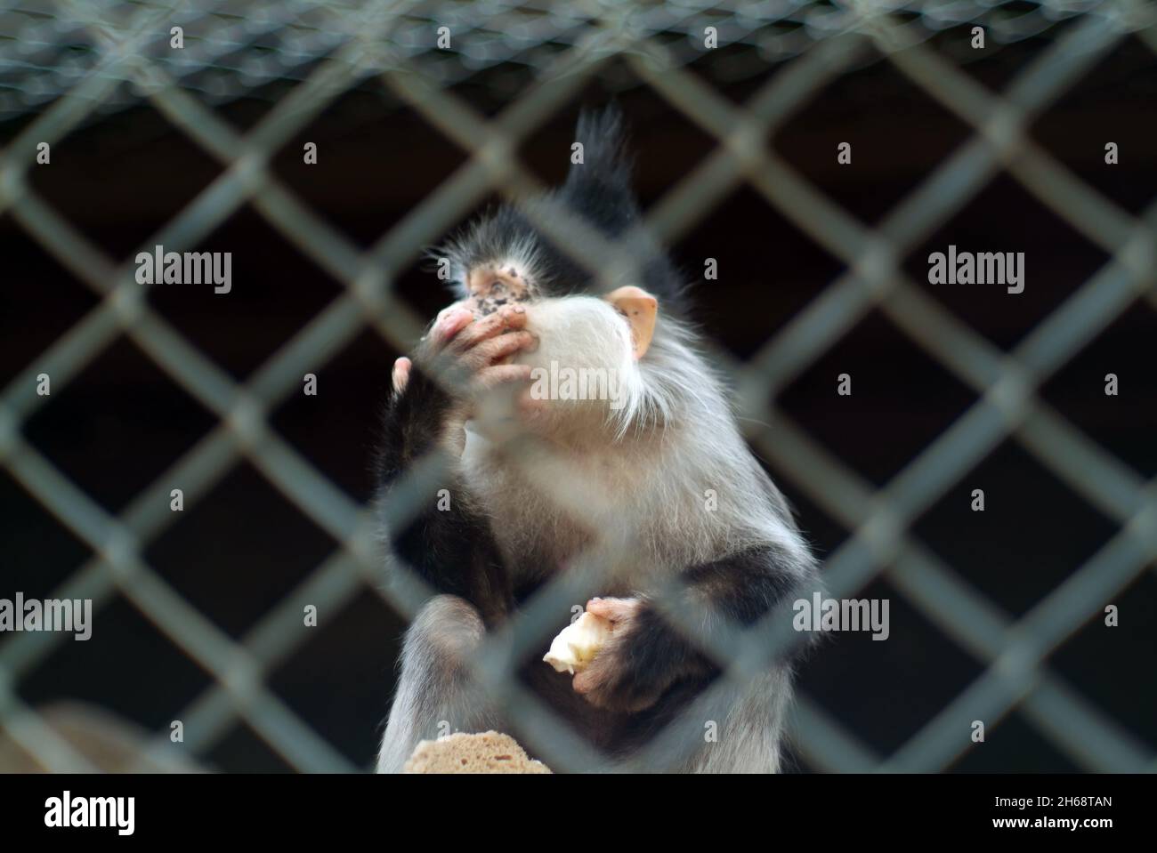 funny monkey eats fruit at the zoo, in summer Stock Photo - Alamy