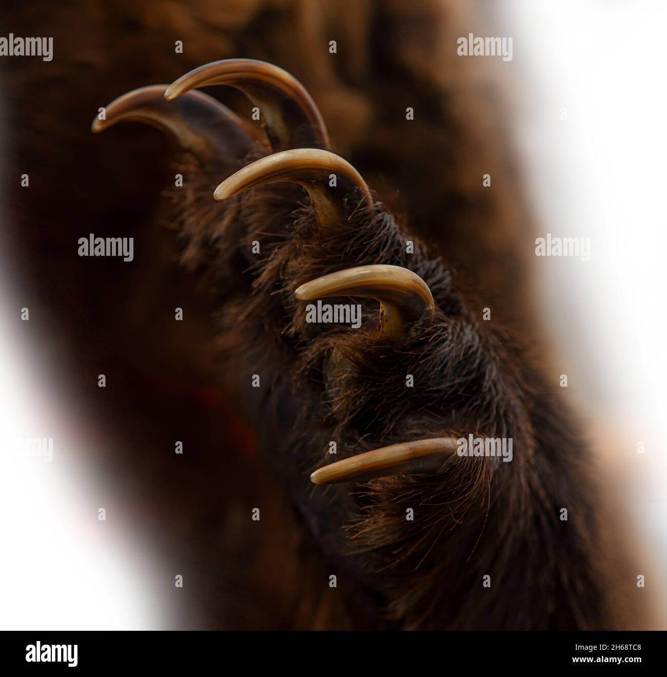 brown bear paw isolated on white background Stock Photo - Alamy
