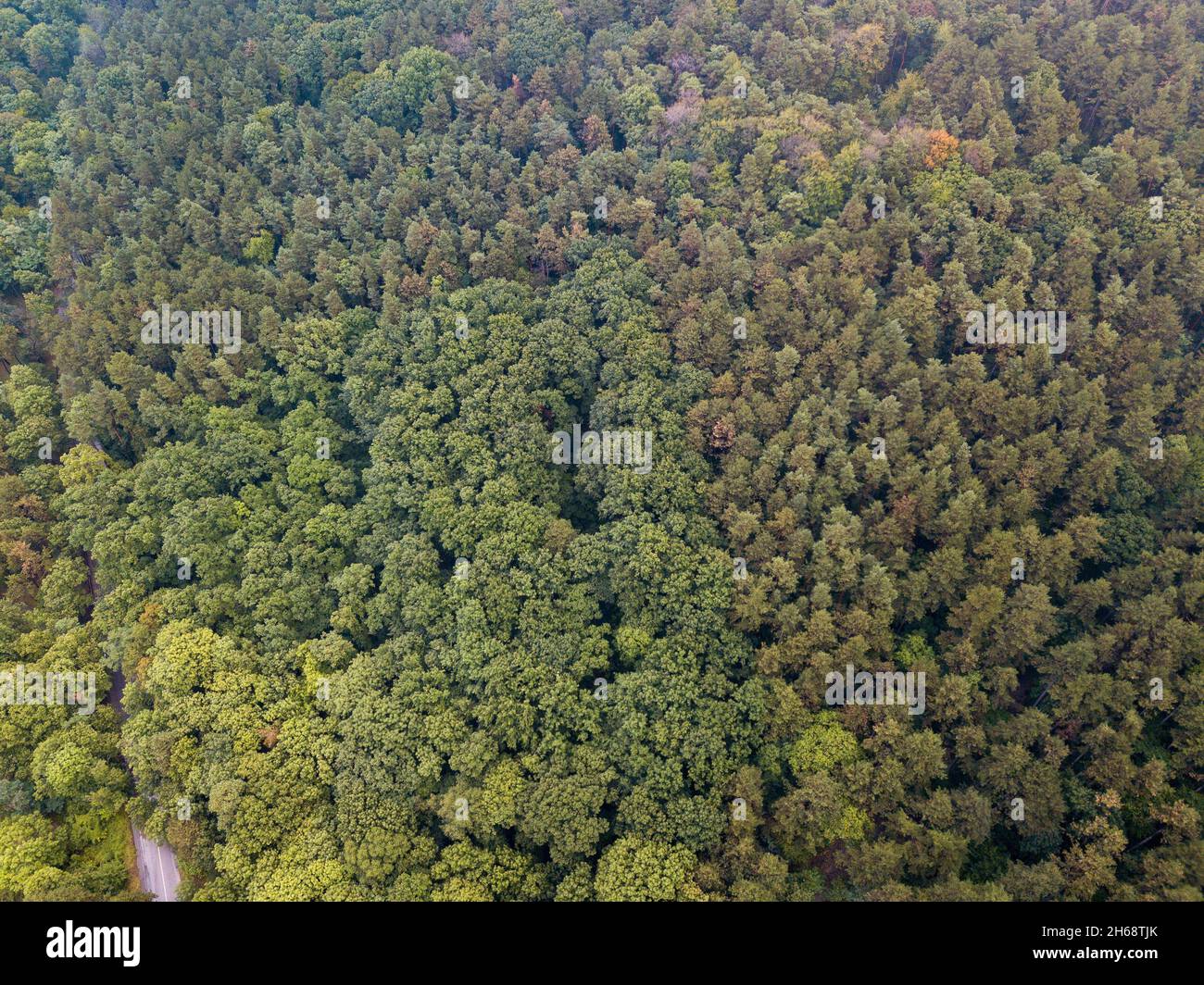 Aerial view green forests in hi-res stock photography and images - Alamy