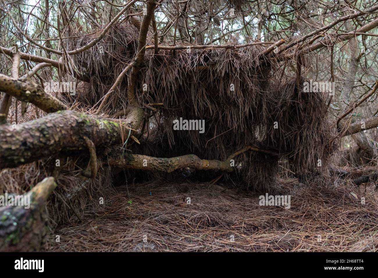 A view of dry fallen trees in a forest Stock Photo - Alamy