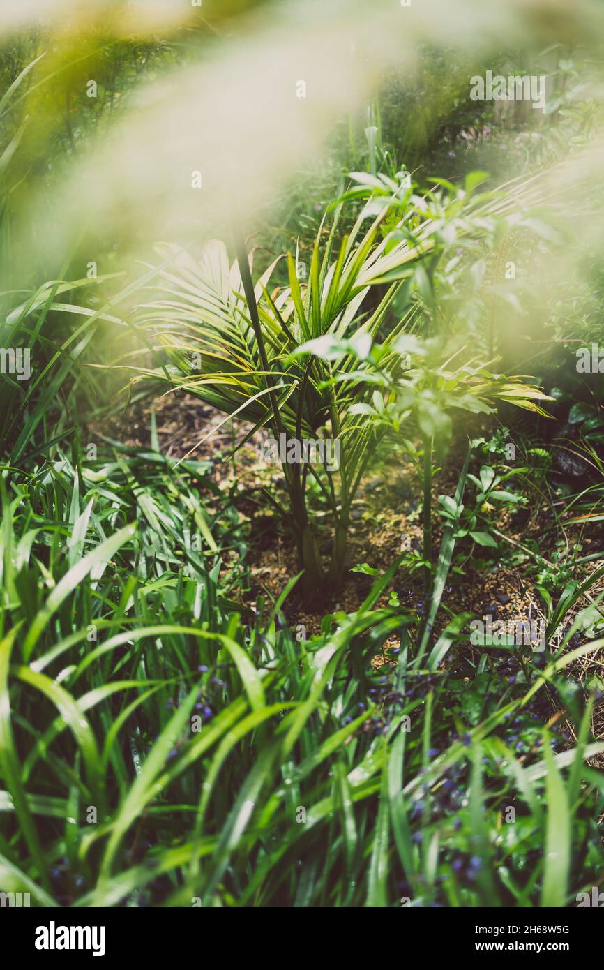palm tree and ferns in idyllic sunny backyard with lots of tropical ...