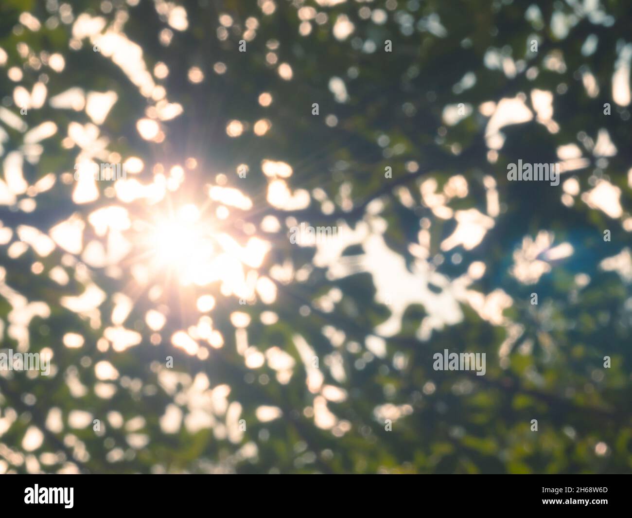 Abstract blurred green nature background with bokeh, natural sunlight ...