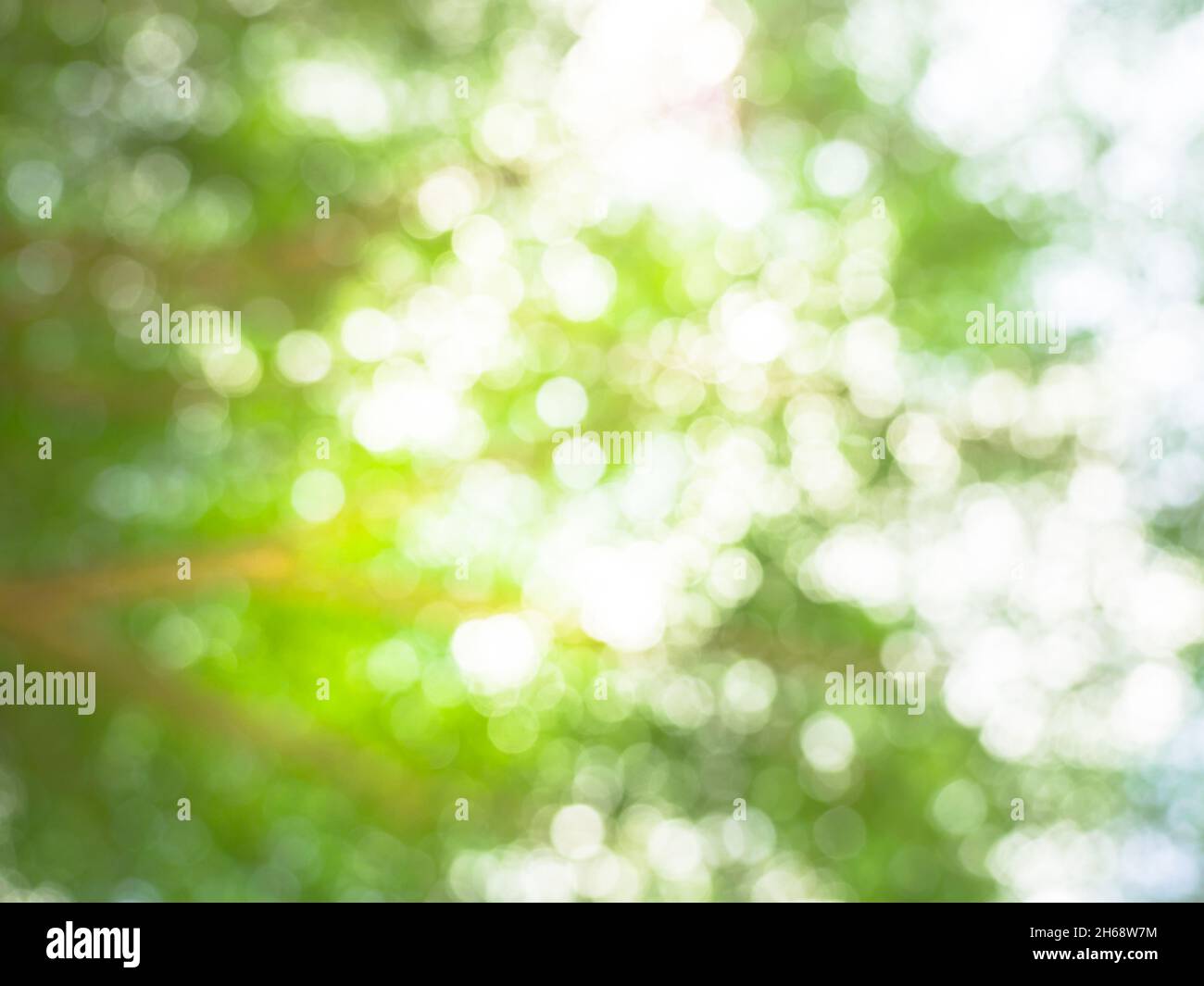 Abstract blurred green nature background with bokeh, natural sunlight, view from under the tree ...