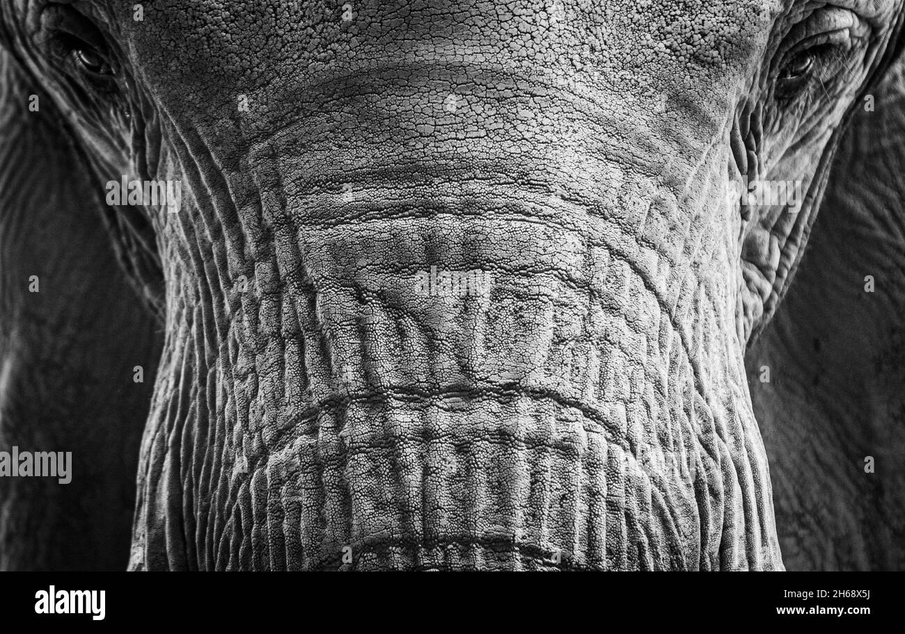 Greyscale elephant hi-res stock photography and images - Alamy