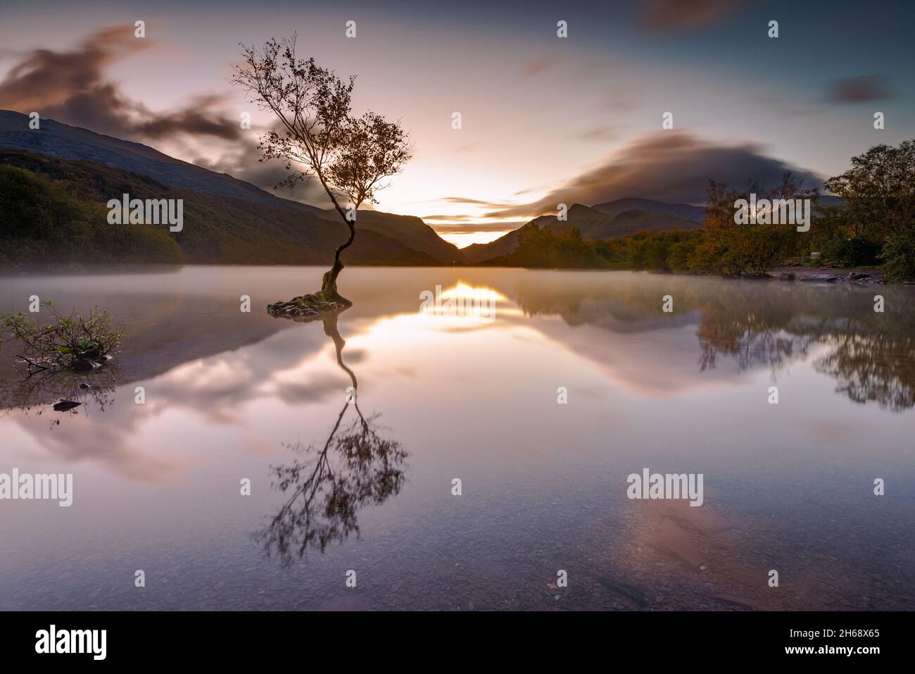 The 'Lone Tree' in Wales. A very very popular location for ...