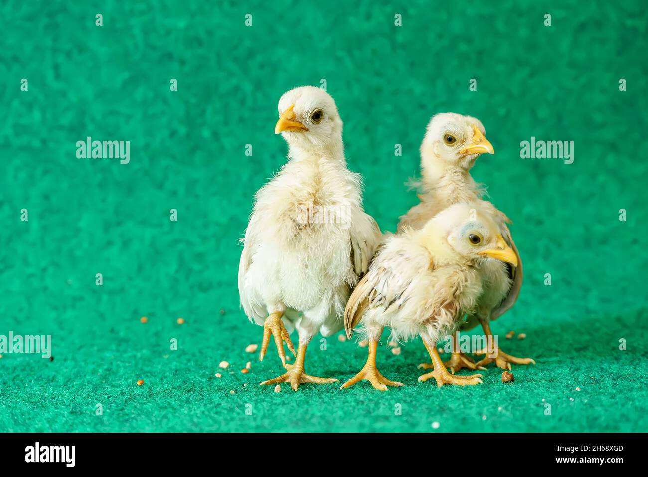 Baby Serama Chickens