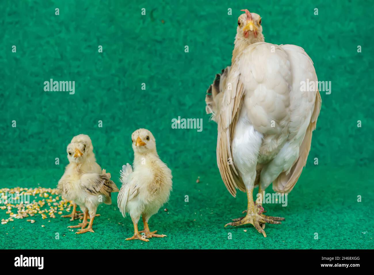 Serama Size Comparison